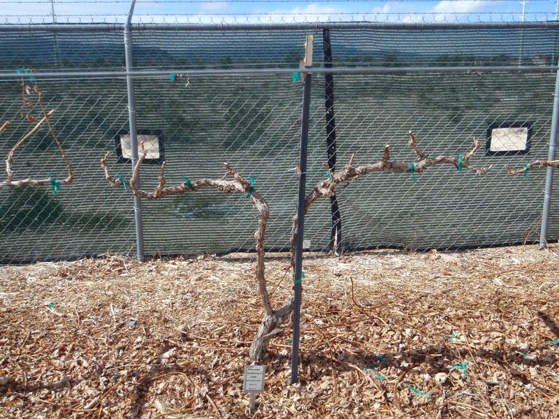 Xtremehorticulture of the Desert: Prune Grapes to Improve Production