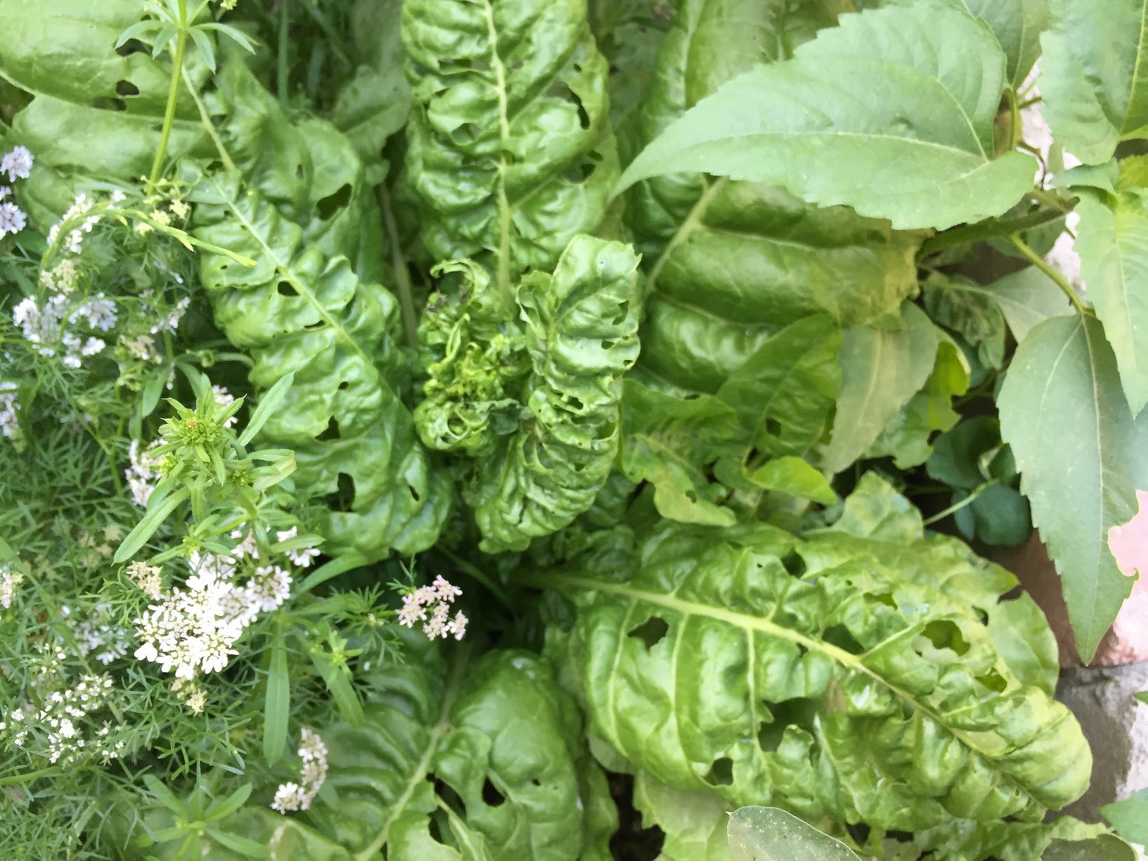 How To Grow Organic Chard