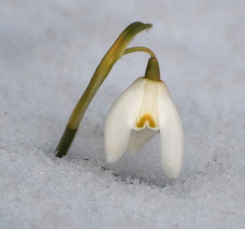 Go on...., by Mazilu Oana: Ghiocelul - Otilia Cazimir