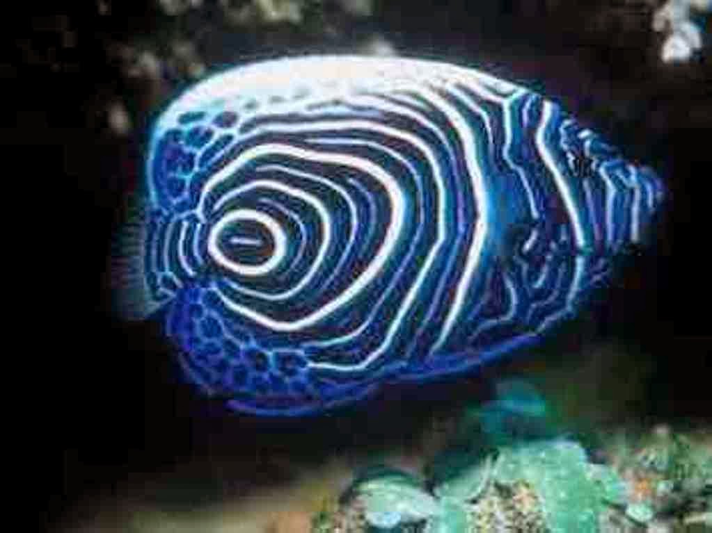 Angelfish - Ikan Angel