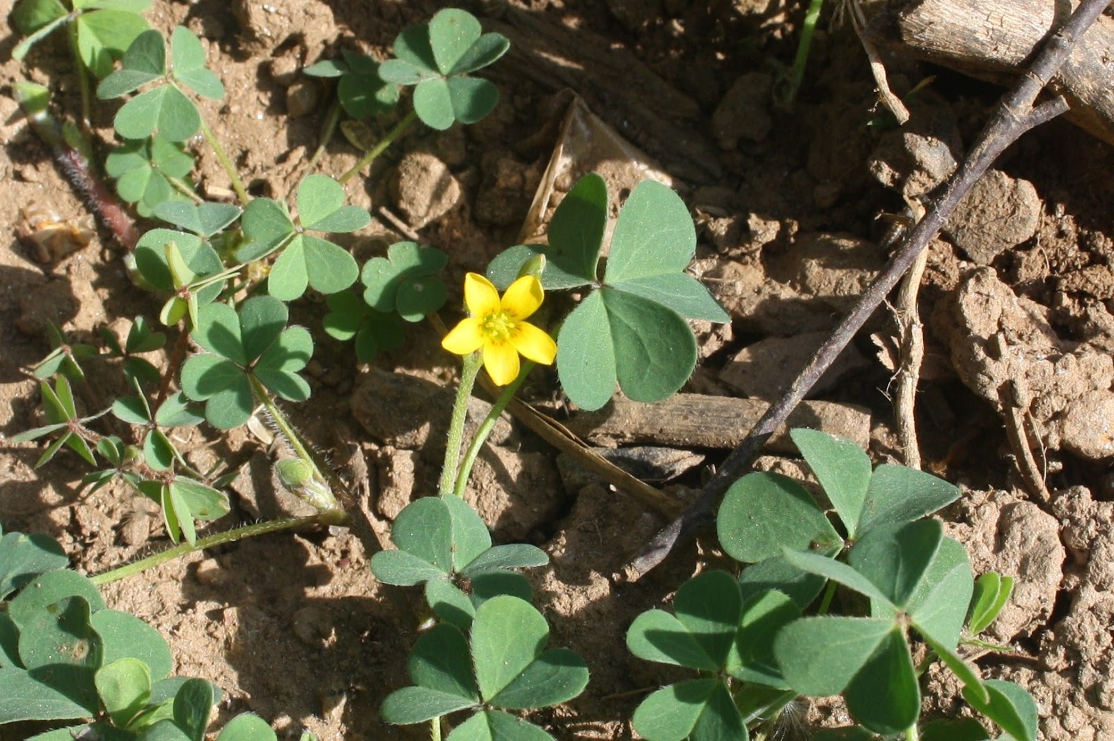 Plantas: Beleza e Diversidade: Erva-azeda (Oxalis corniculata)