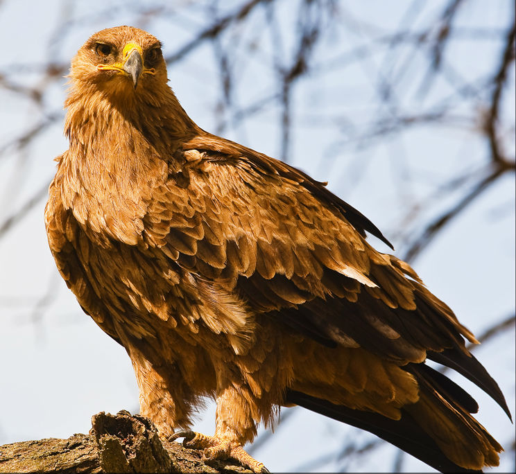Spreebird wildlife: EAGLES OF PAKISTAN