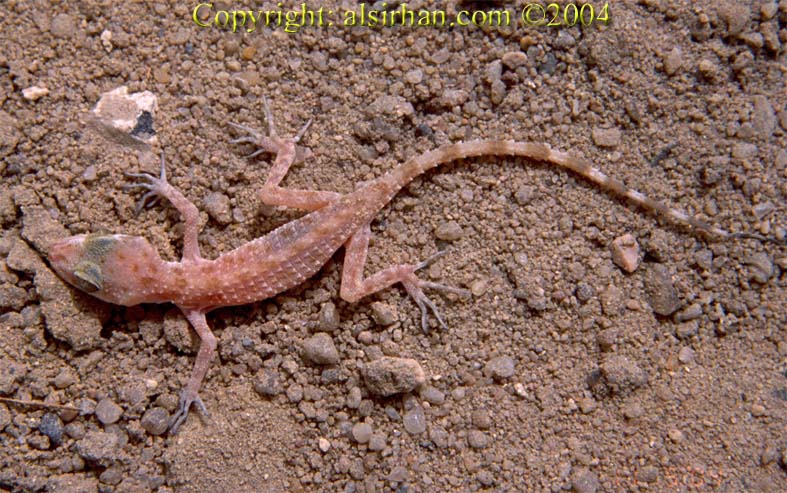 DK's Diary: Mengenal Beberapa Hewan dan Tumbuhan yang Disebutkan dalam ...