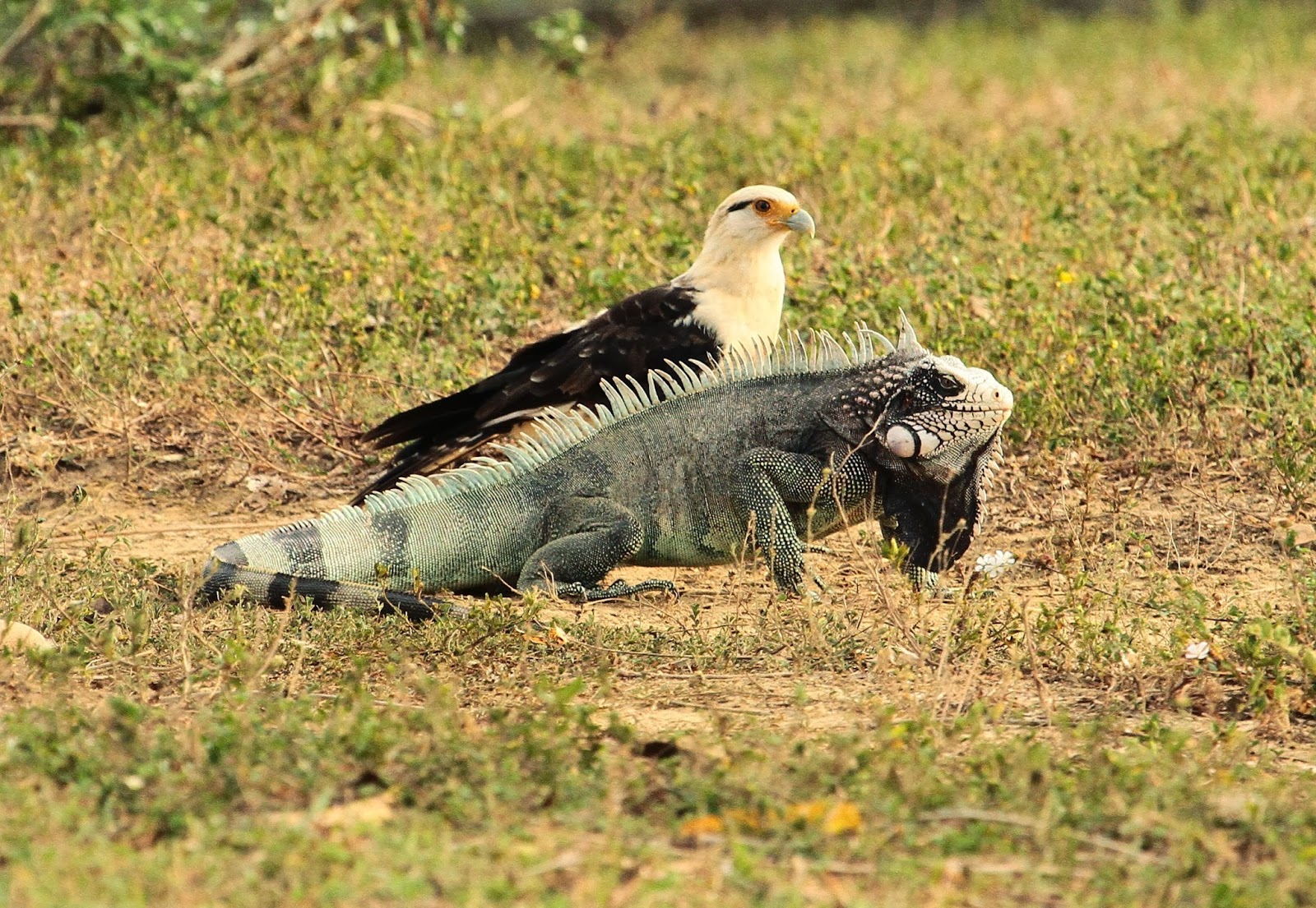 Nuestro bello mundo...: Excursion a l a Posada Doña Barbara, Hato El ...
