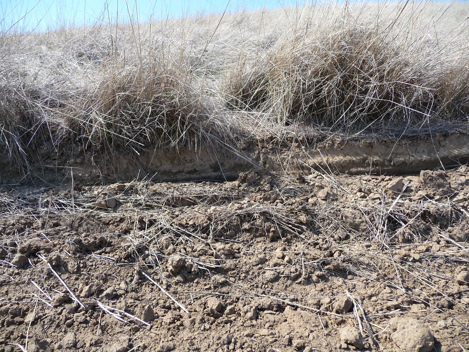 FARMING THE PALOUSE: Contour Buffers