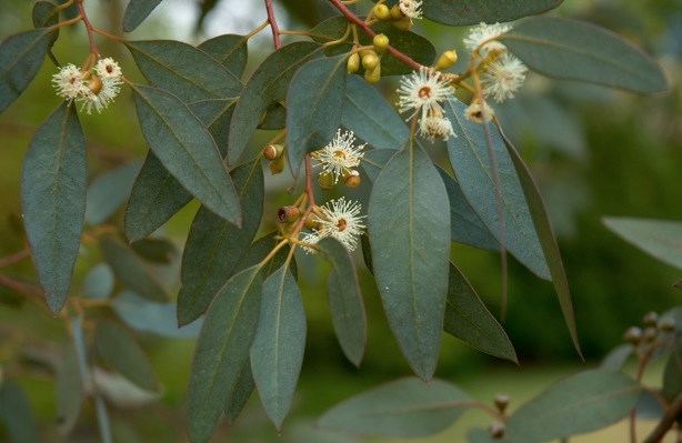 9 bimë që pastrojnë mushkëritë - Oculus News-Shqip