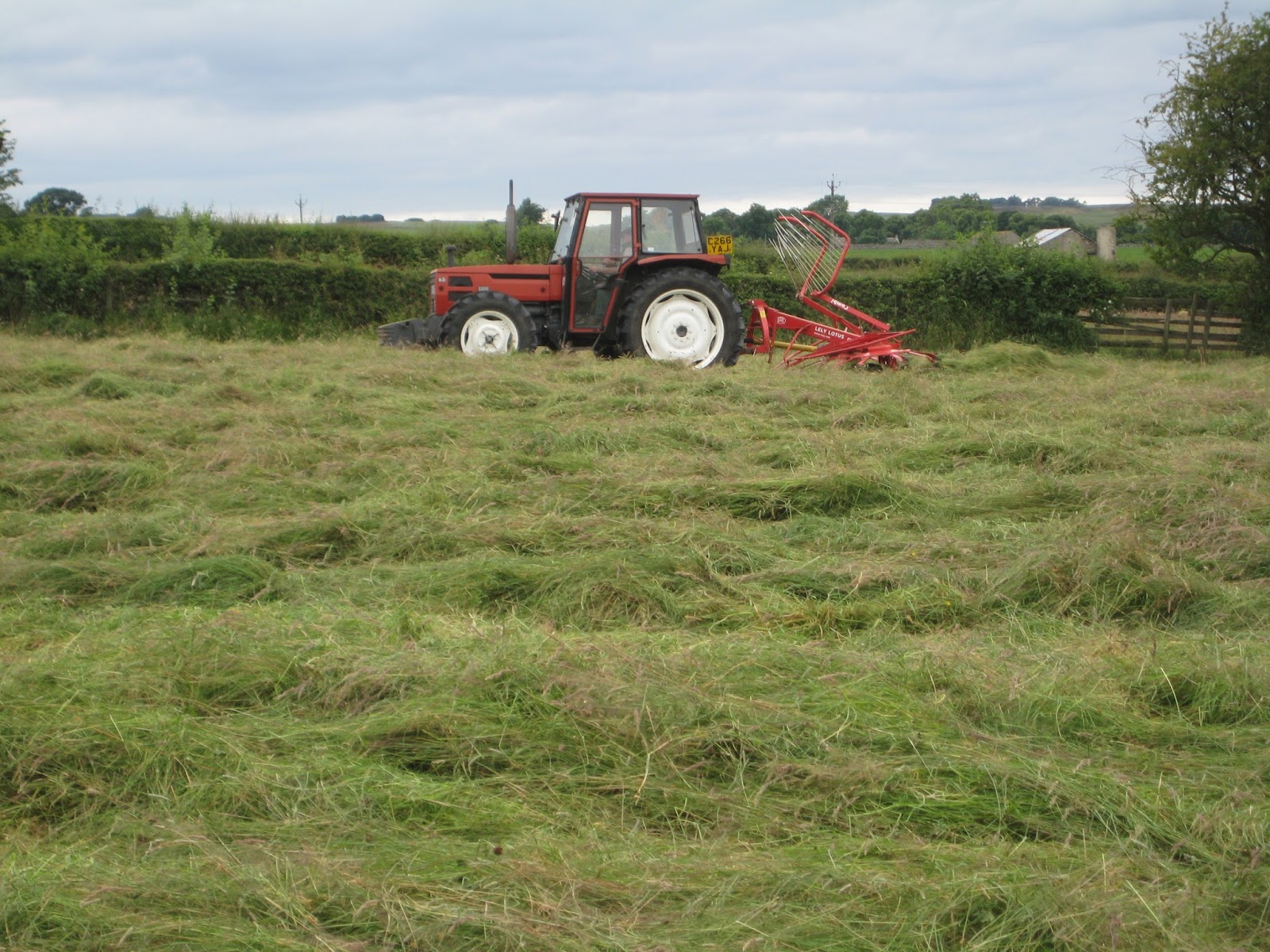 The Weaver Of Grass Hay Or
