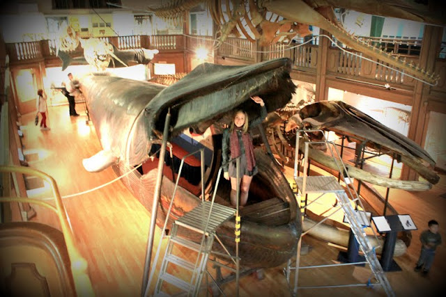 picture postcards: Inside the mouth of a whale