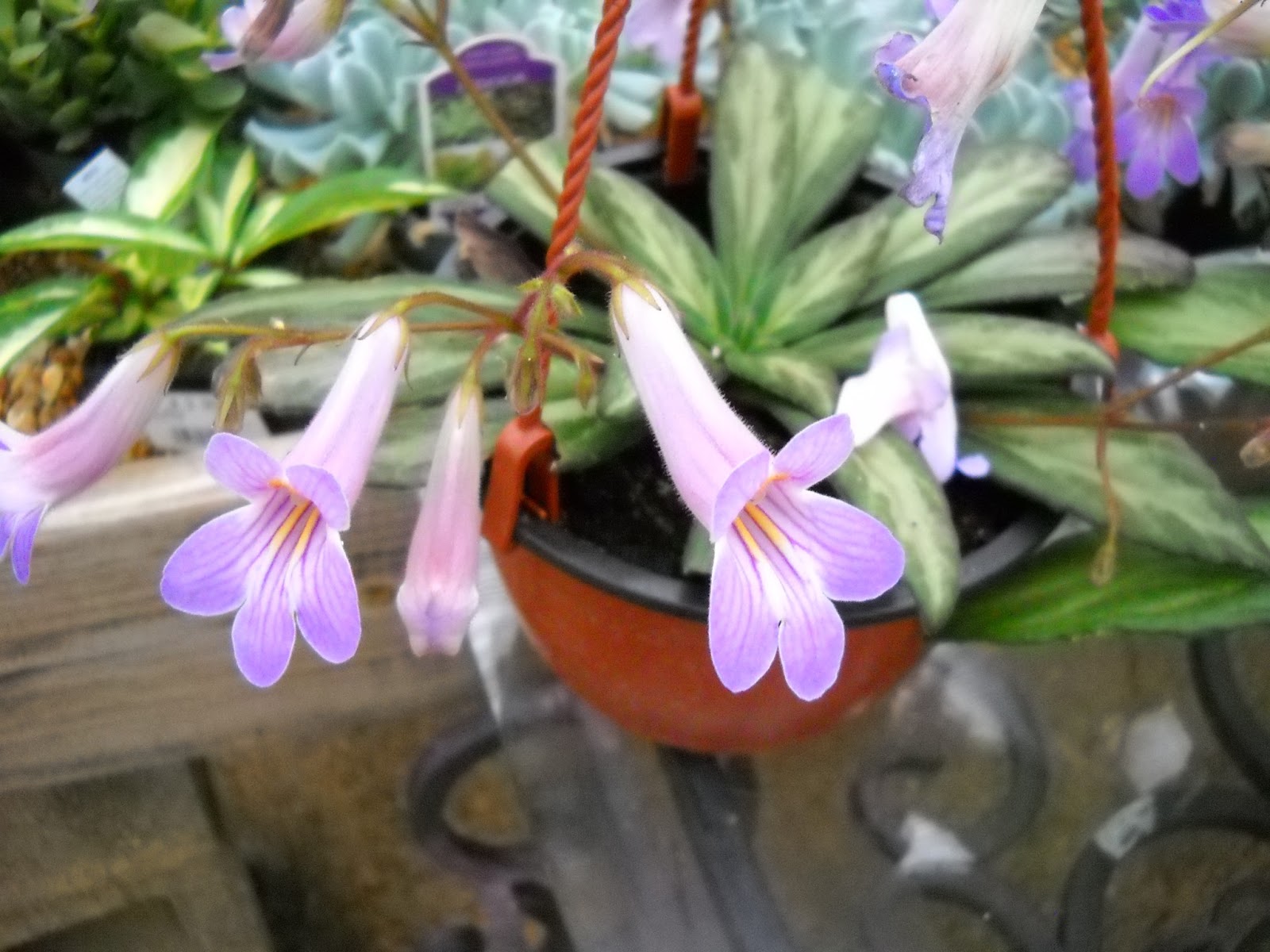 Gold Hill Plant Farm: Chirita (Primulina)