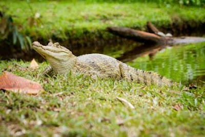 Animales y Plantas de Perú: Caimán de Anteojos o Blanco - Caiman crocodilus