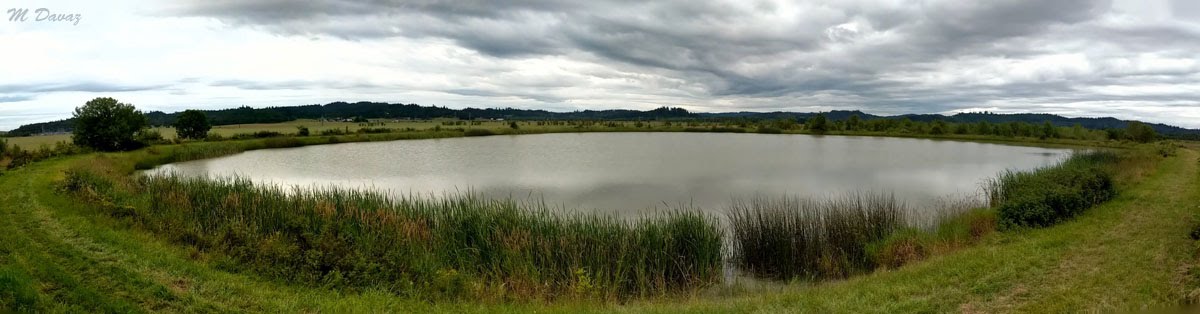 Studio Window: Fern Ridge Wildlife Area