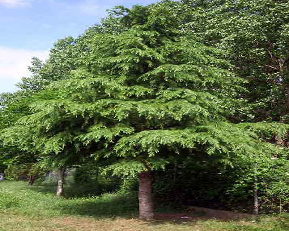 Spreebird wildlife: Cedrus deodara (Deodar Cedar) National Tree of Pakistan