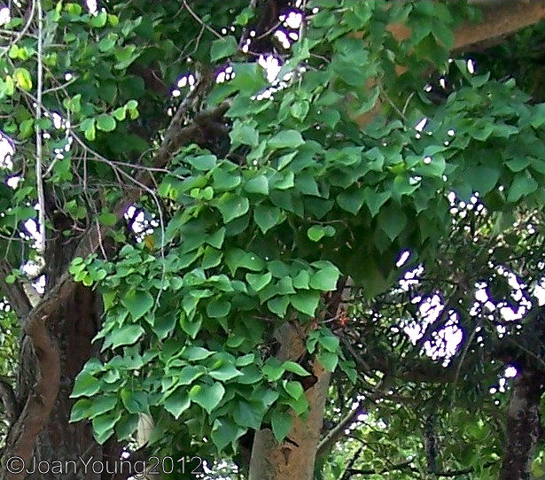 Natures World Of Wonder Cape Fig Ficus Capensis