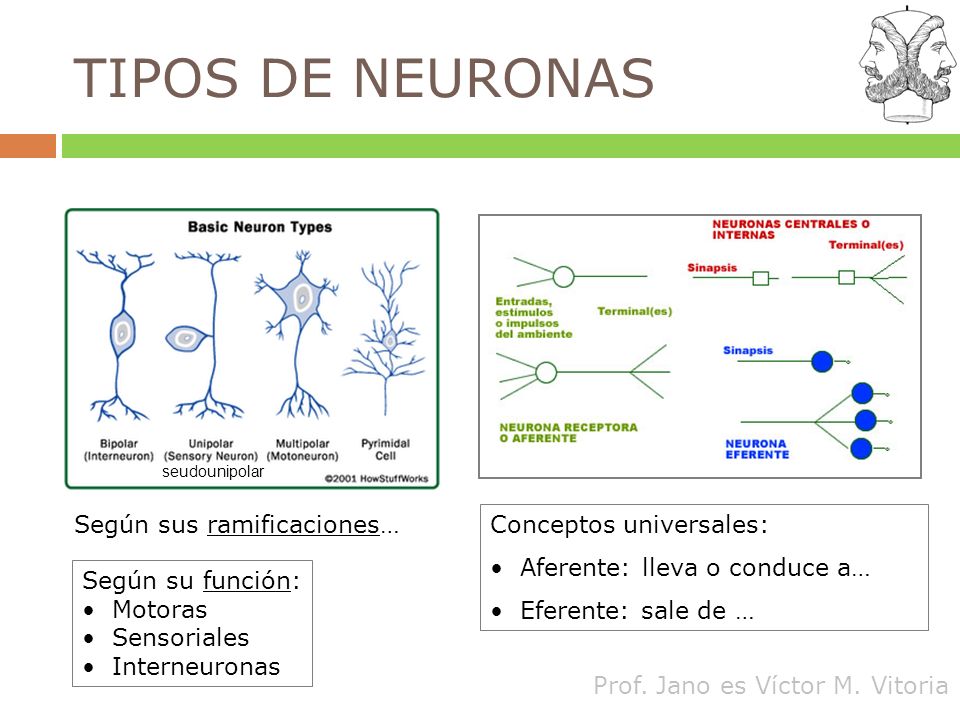 clasificacion de la neurona por funcion