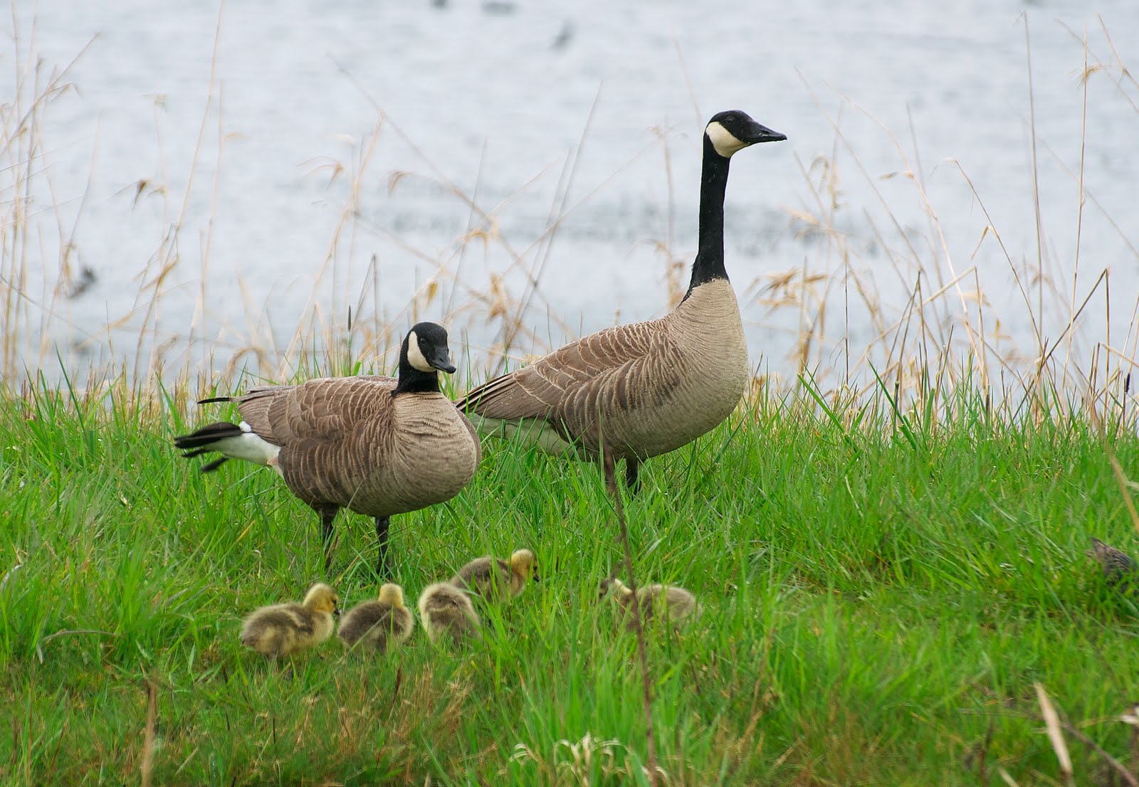 NW Bird Blog: Canada Goose - Goslings