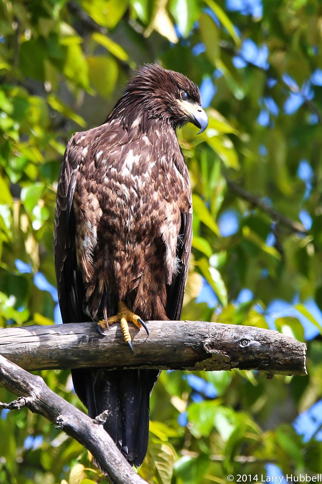 Union Bay Watch : Immature Eagle | Hunting Near 520