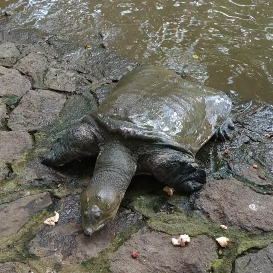 KURA KURA MONCONG BABI | Wisata Kura Kura belawa