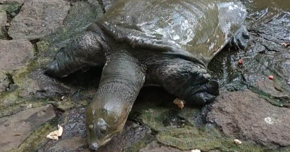 KURA KURA MONCONG BABI | Wisata Kura Kura belawa