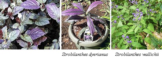 Herba & Tumbuhan: PECAH BELING (Strobilanthes crispus) UBAT TERBAIK ...