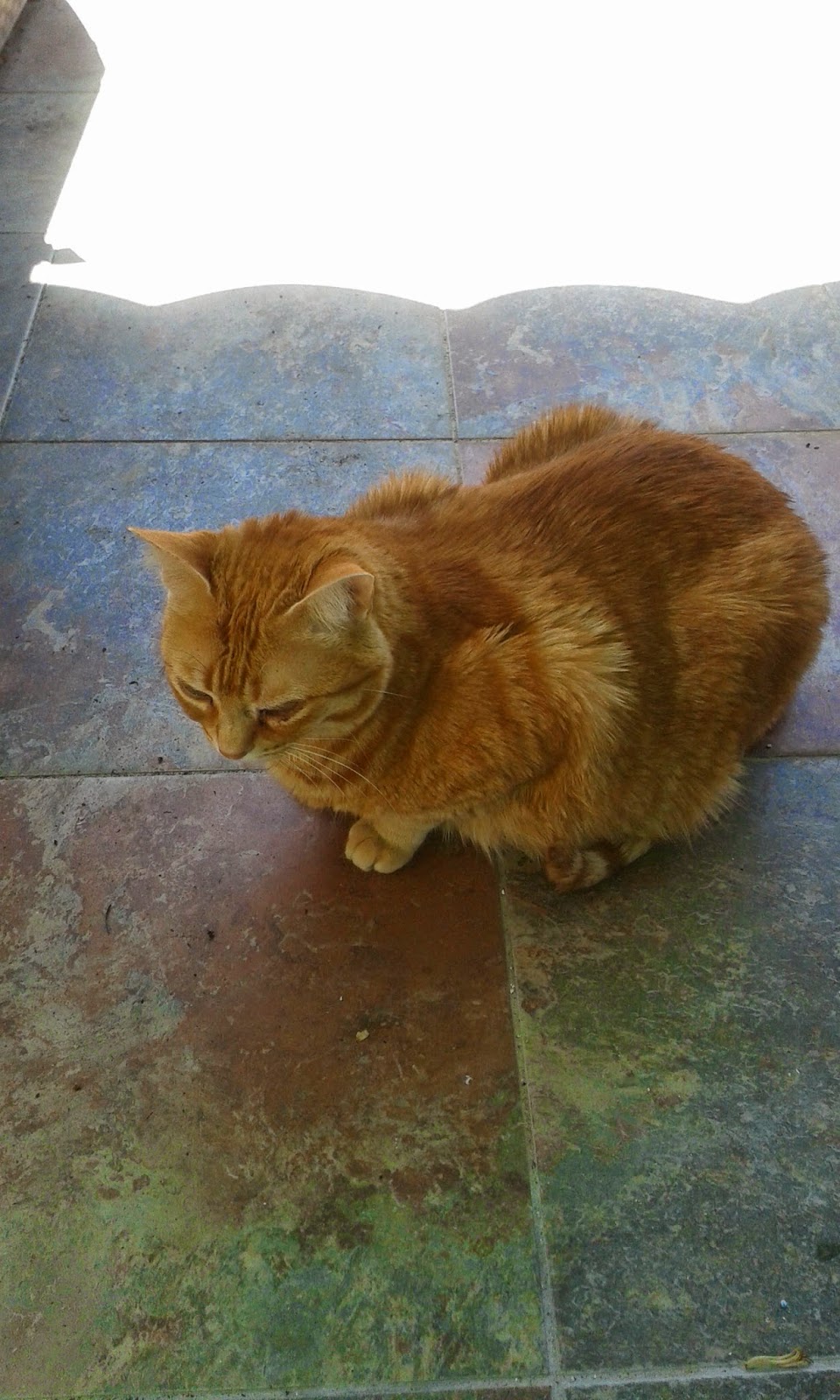 Gats perduts / Gats trobats.: 2014