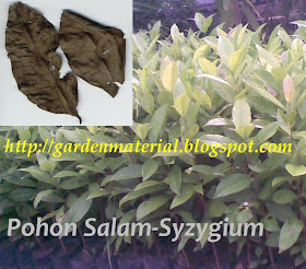 MENGENAL HAMA TANAMAN: Pohon Salam