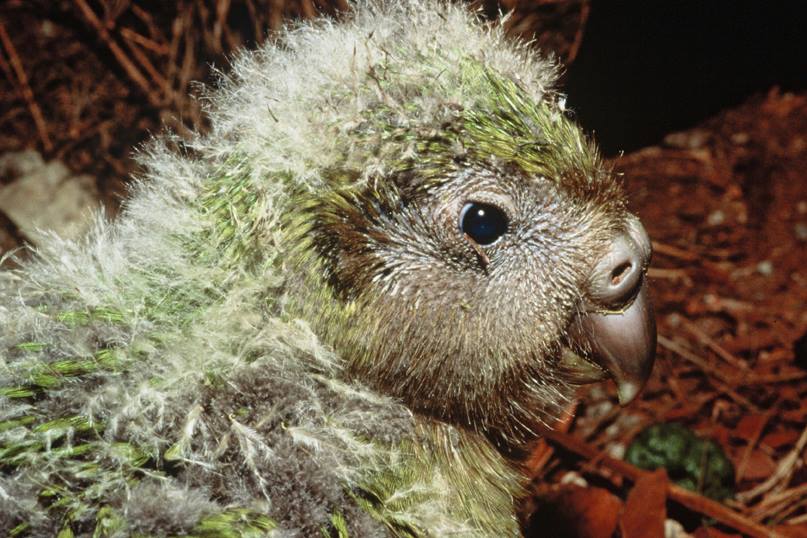Winged World: Kakapo