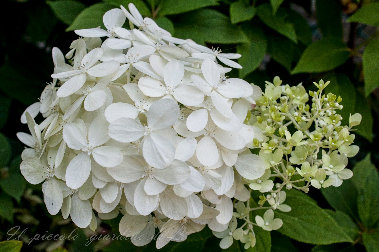 Il piccolo giardino di L.: La mia Hydrangea paniculata Limelight