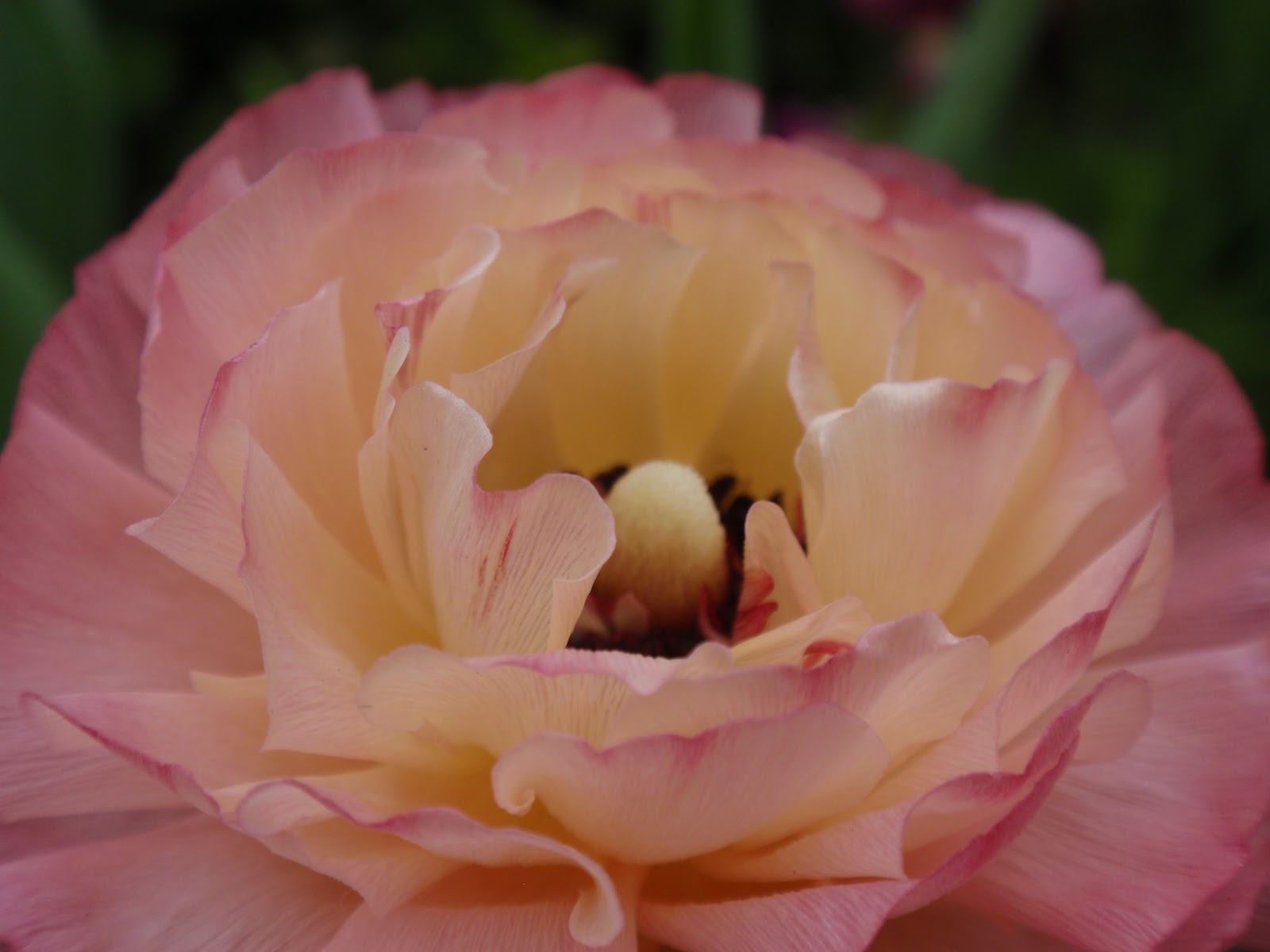 Efflorescency: about