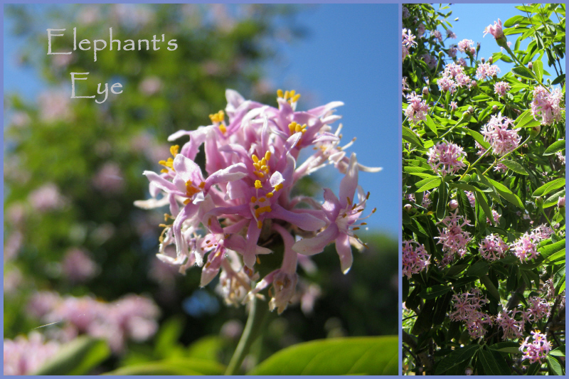 Elephant's Eye: Wildflower Wednesday with ours and yours