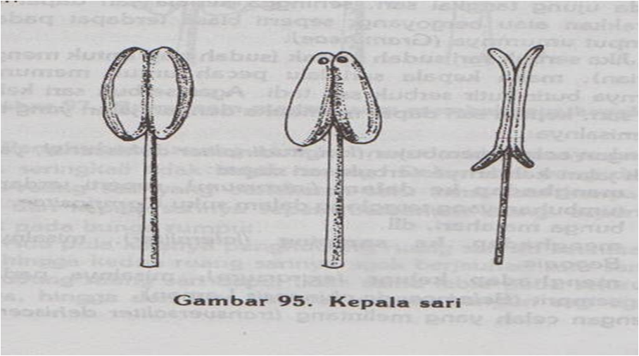 Alat Kelamin Bunga ~ Kenali Alam