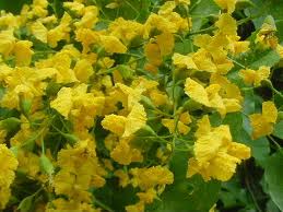 biojojo: Angsana Kembang (Pterocarpus indicus Willd.)