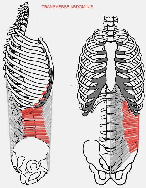 anatomy4fitness: Your abdominals from the inside out