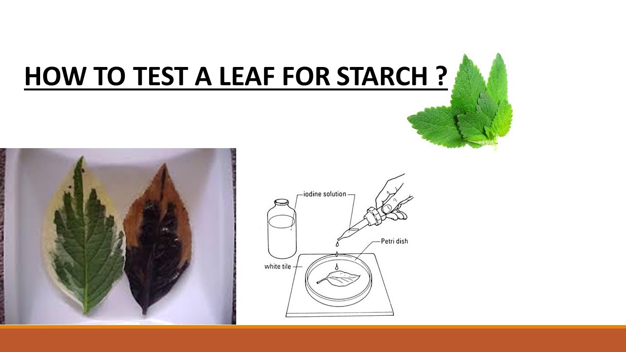 Leaf Starch Test ~ Study Notes