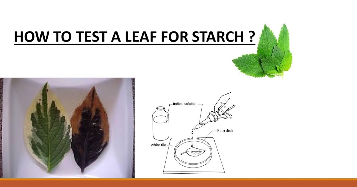 Leaf Starch Test ~ Study Notes