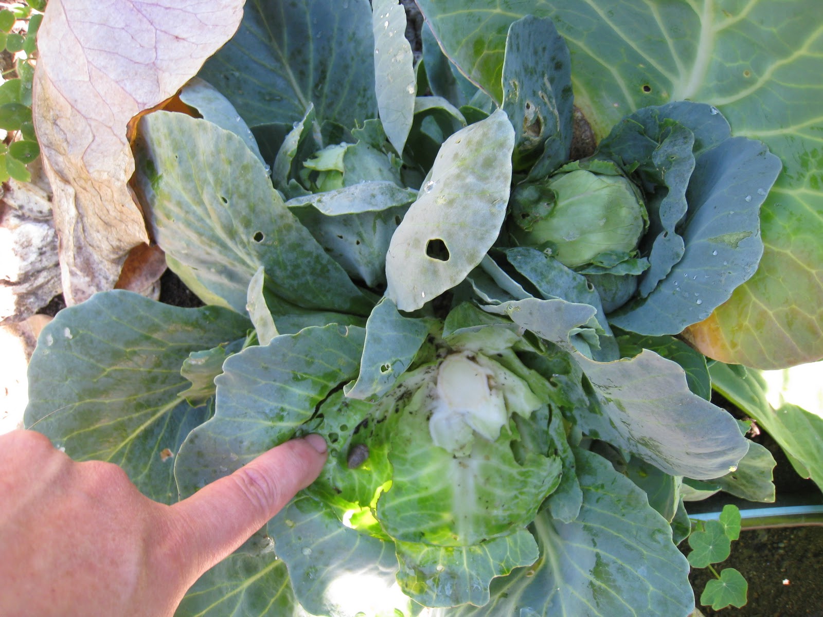 Christina's Garden: winter time cabbage