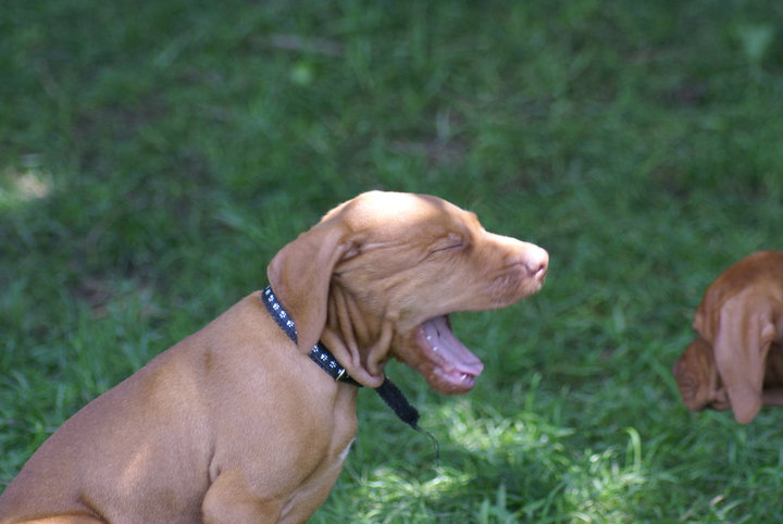 Pedigree Hungarian Vizsla Puppies, Limousin, France