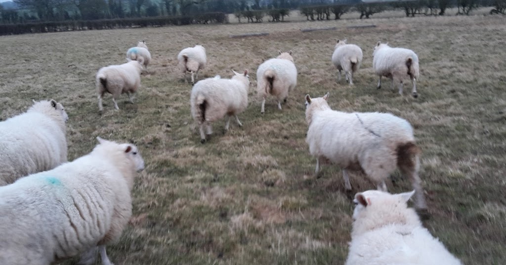 An English Homestead: Sheep Bagging Up