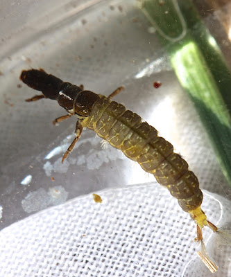 Aquatic Insects of Central Virginia: Isoperla season at the Rapidan River