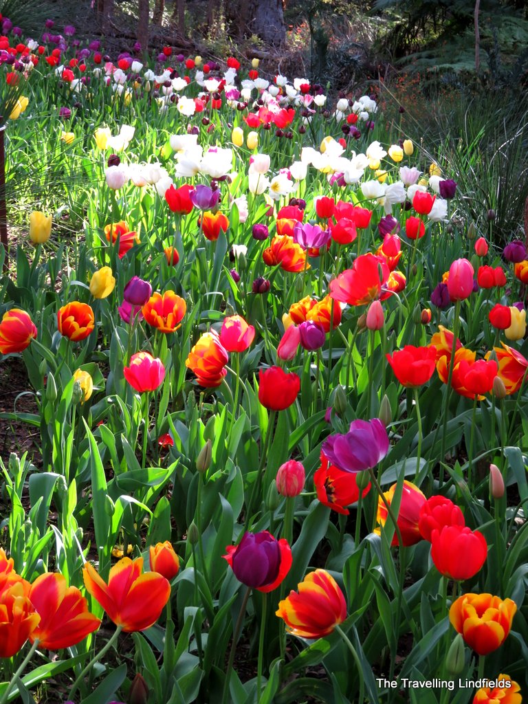 The Travelling Lindfields: Springtime tulips at Araluen Botanic Park ...