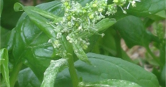 All about Ayurveda and Herbs: Palak (Spinach): Amazing Health Benefits