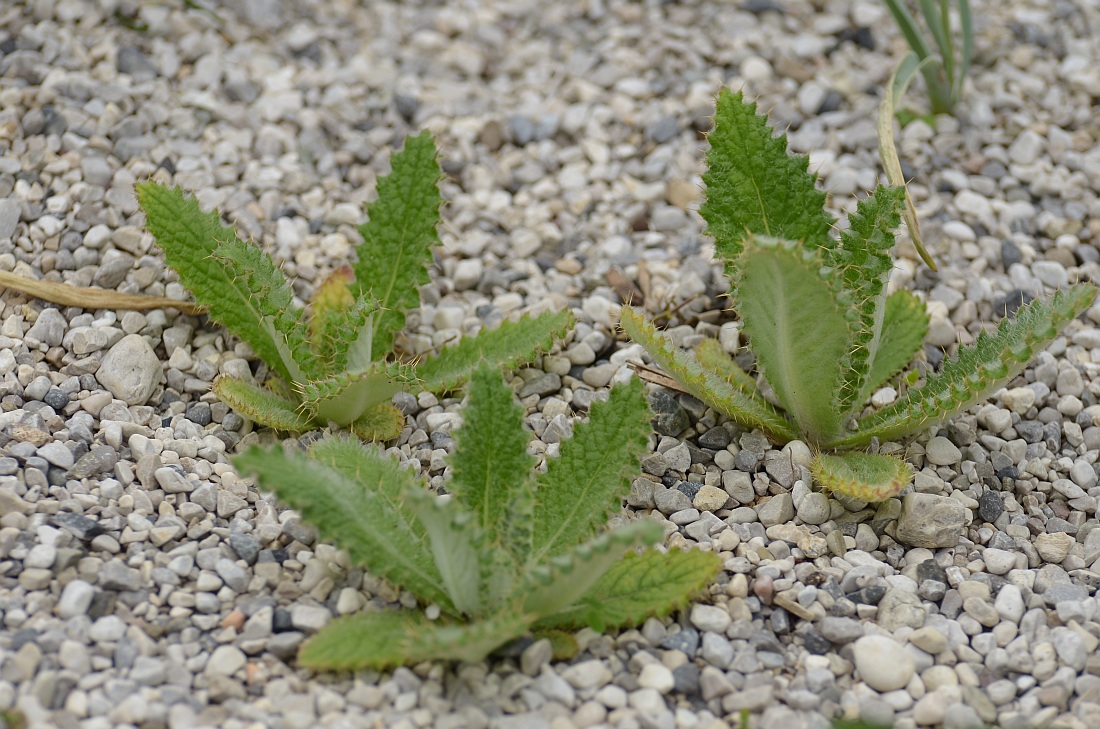 Storchschnabel und andere Stauden: Das Trockenbeet ist ein Jahr alt!