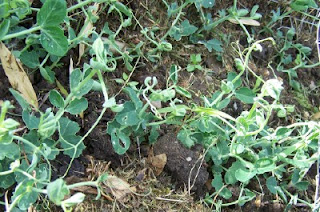 EcoDIY www.ecodiy.org: We are still suffering the effects of Clopyralid ...