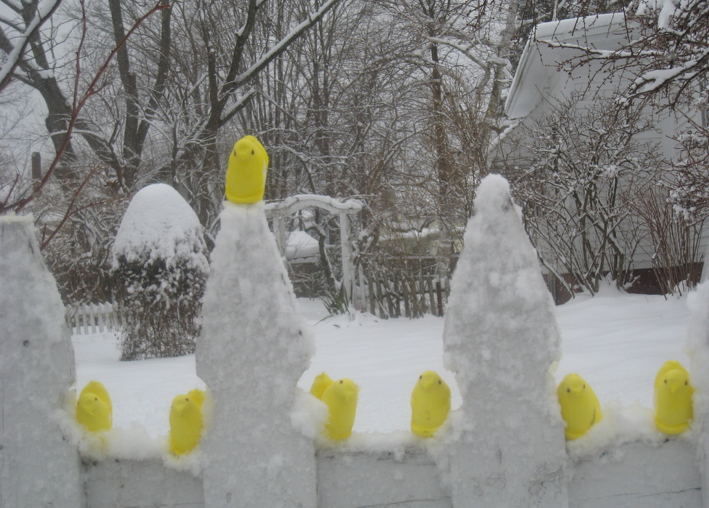 Maynard Life Outdoors and Hidden History of Maynard: Peeps in the Snow
