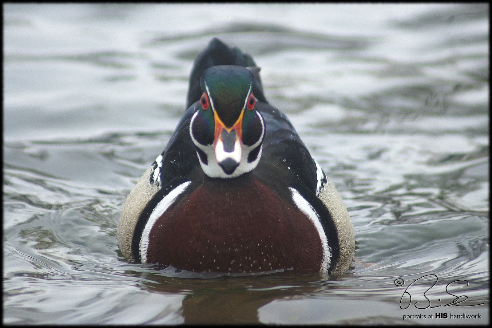 portraits of HIS handiwork: What Would a Wood Duck do if a Wood Duck ...