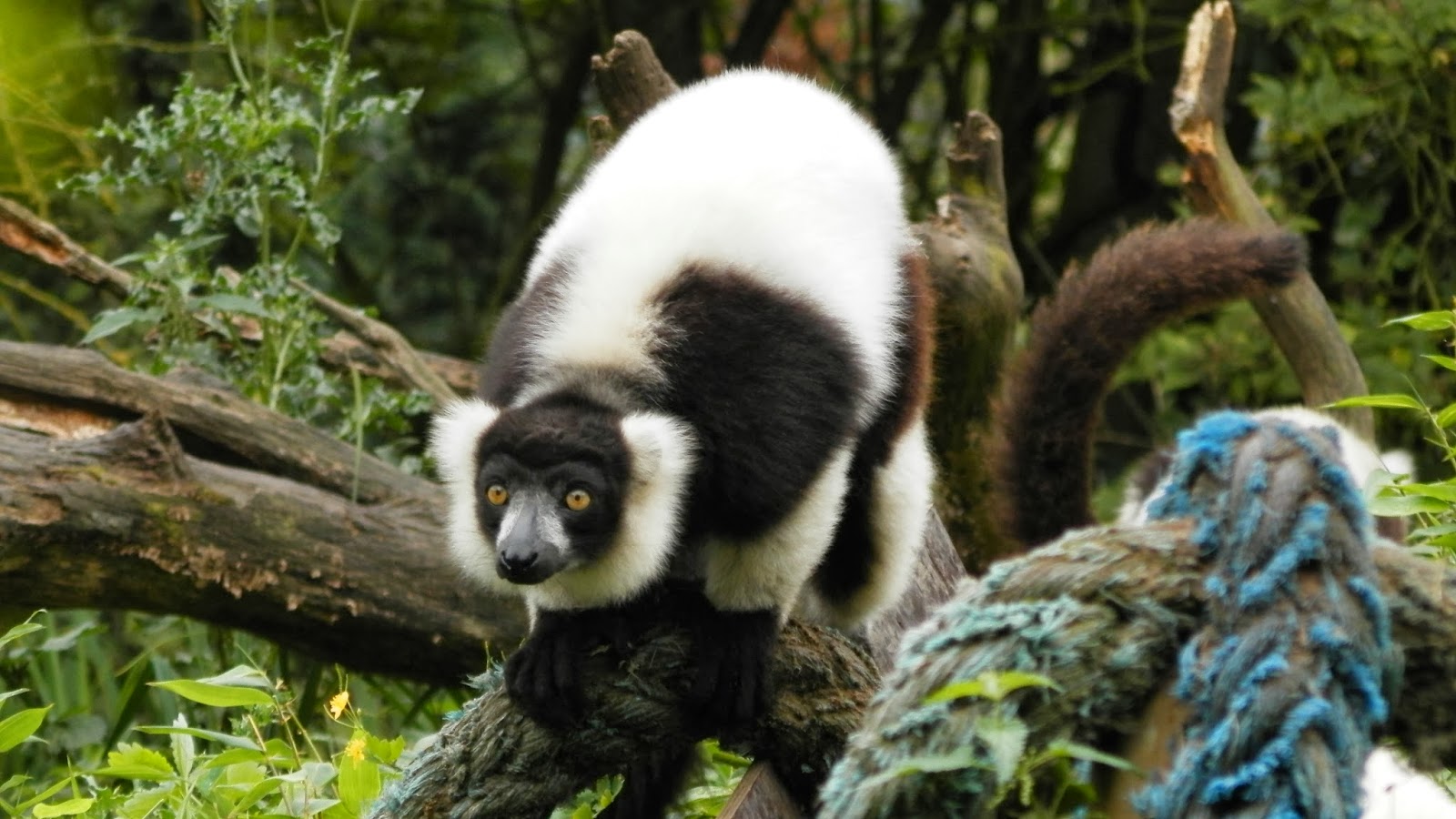 Dierenleven: De bonte maki (Varecia variegata)