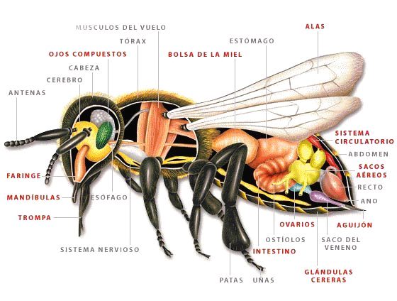 Corona Apicultores: APARATO DIGESTIVO