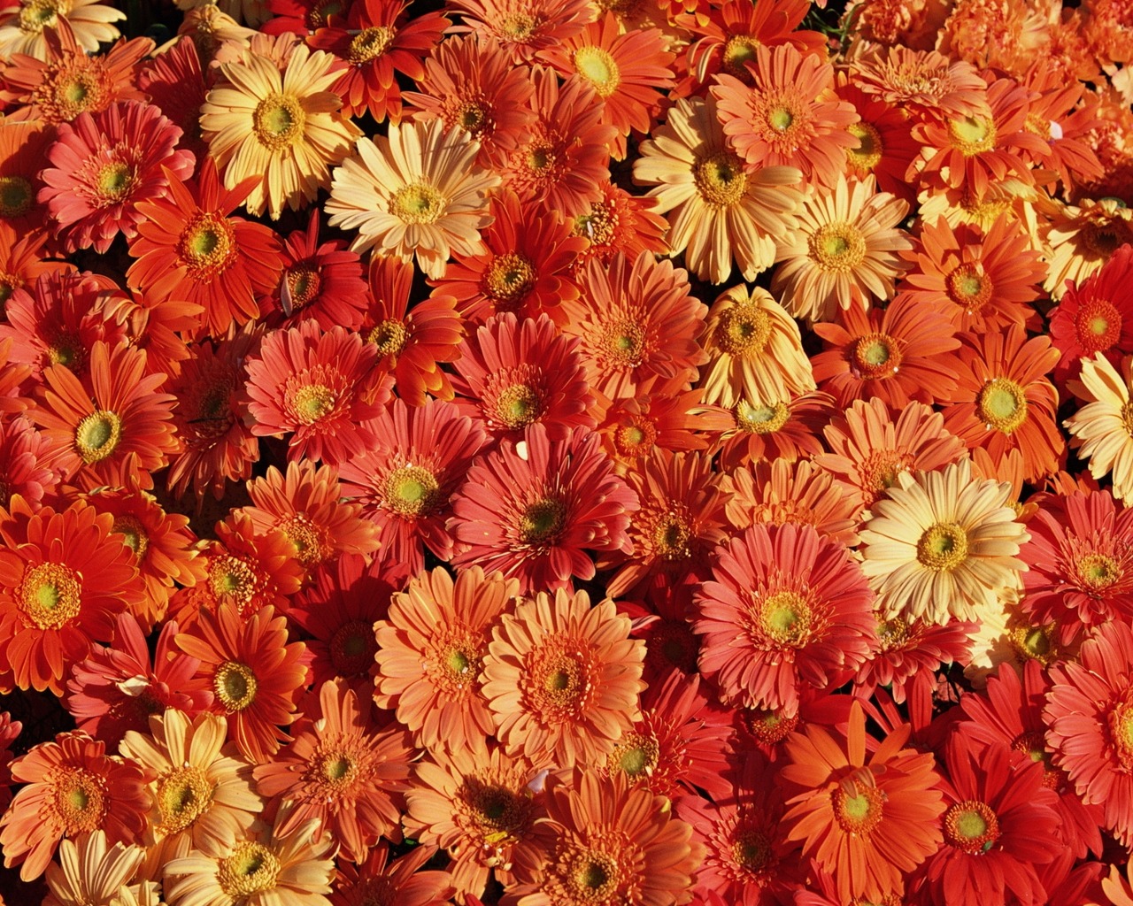 Wallpaper India: 50 Eye Catching Flowers