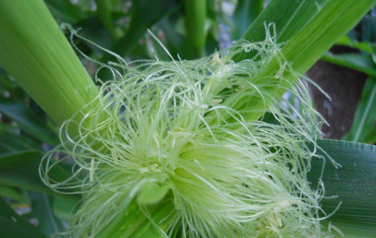 Georgia Home Garden Hand Pollinating Corn 101