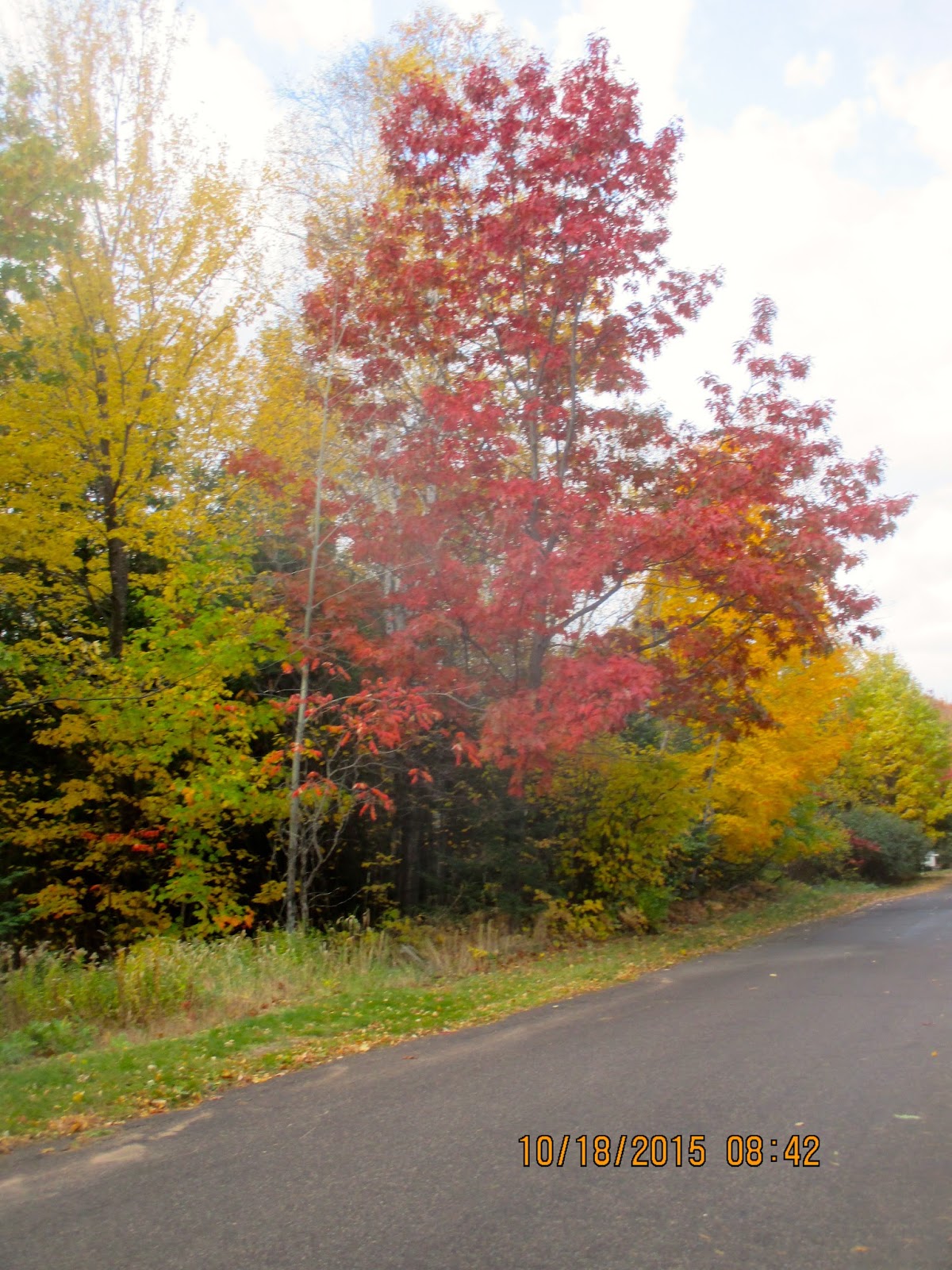 Art's Bayfield Almanac: RED OAK ACORNS