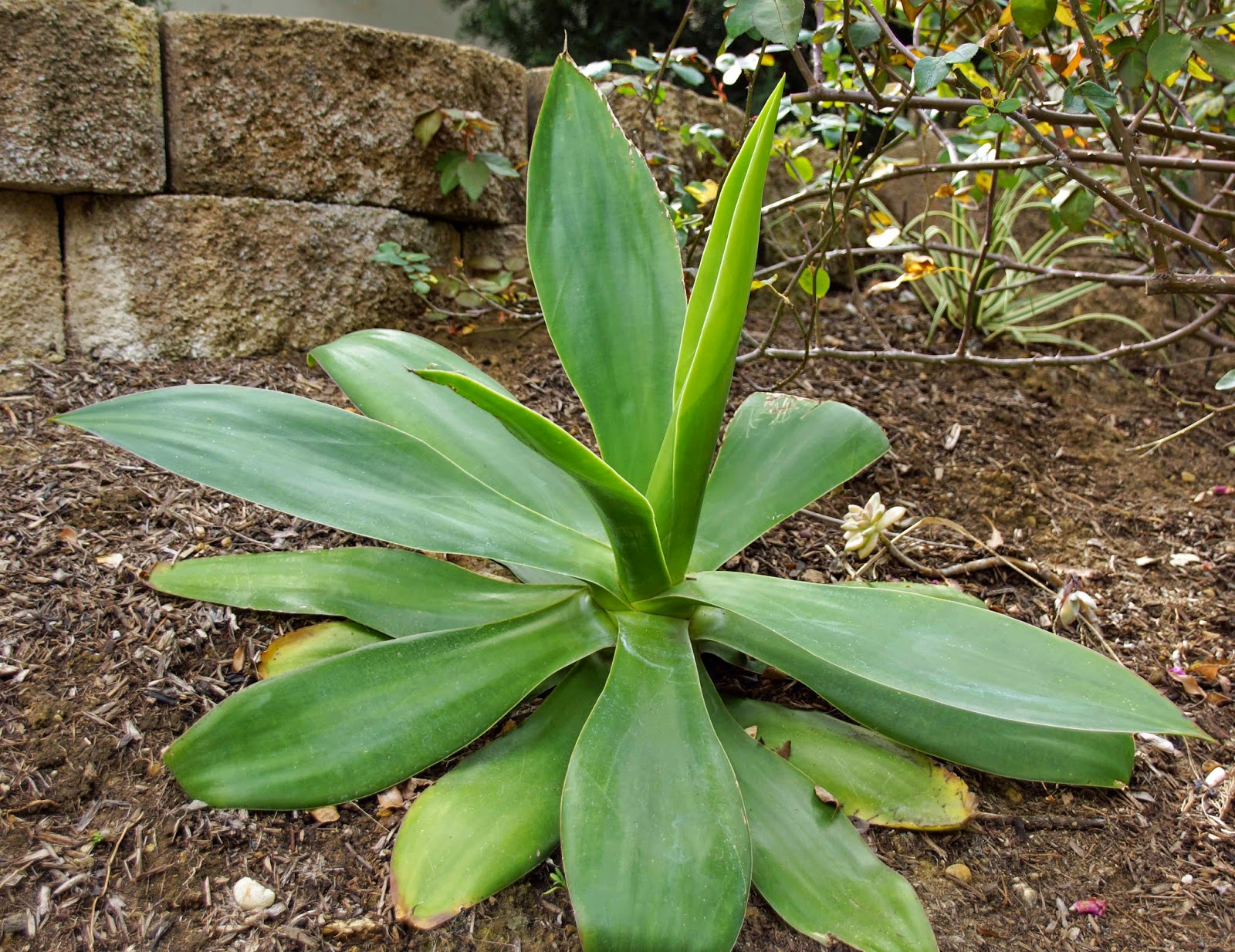 Reading Agave Leaves